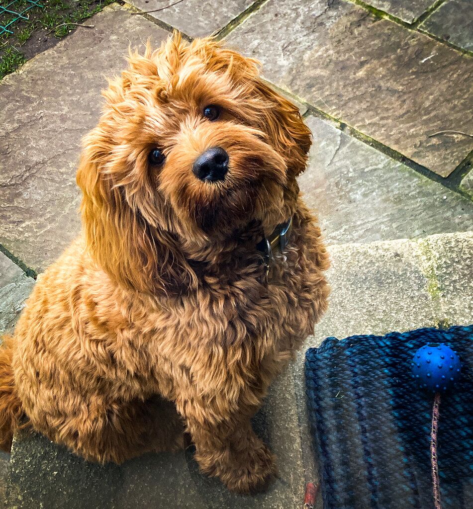 Discover 7 Reasons Why Your Cavapoo is the Ultimate Therapy Dog