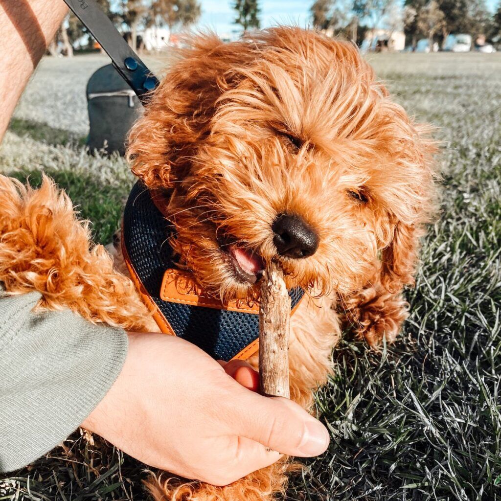 6 Reasons Why Harnesses are Better for Your Cavapoo!