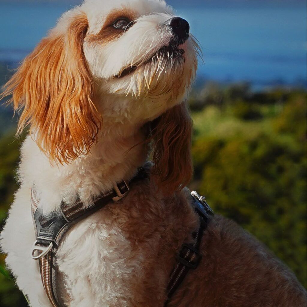 6 Reasons Why Harnesses are Better for Your Cavapoo!