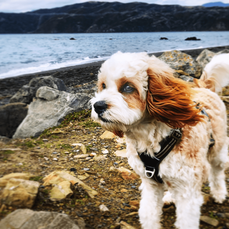 6 Reasons Why Harnesses are Better for Your Cavapoo!